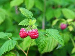 Raspberry Leaf Tincture – NorthernHerbs
